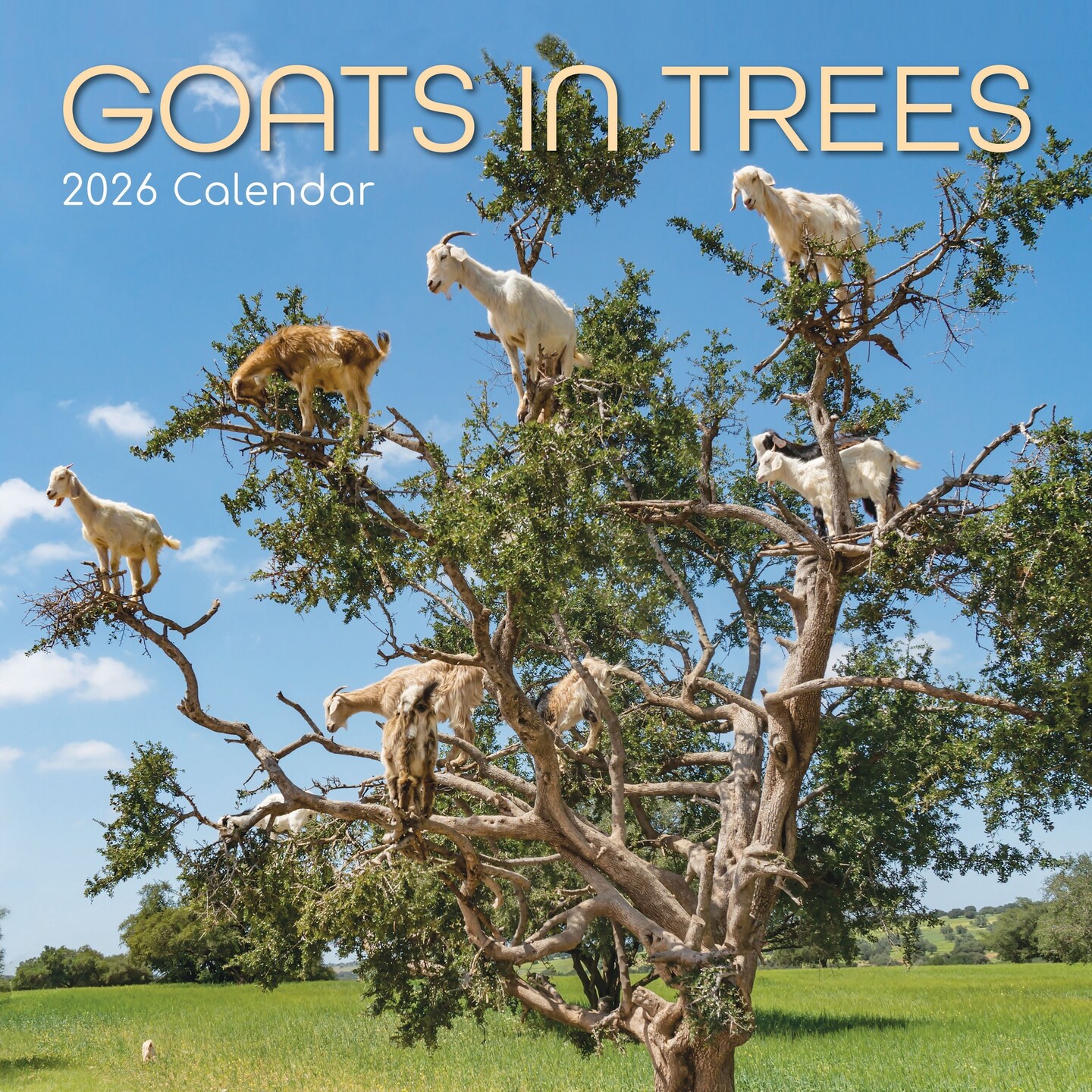 The Gifted Stationary 2026 Square Wall Calendar, Goats in Trees, 16 ...