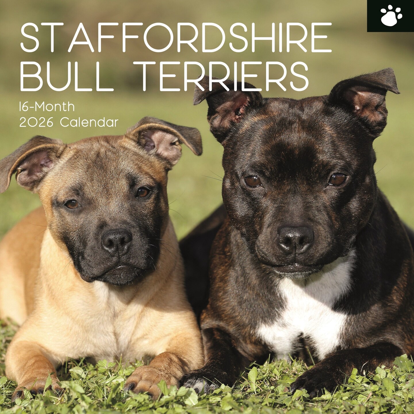 The Gifted Stationary 2026 Square Wall Calendar, Staffordshire Bull ...