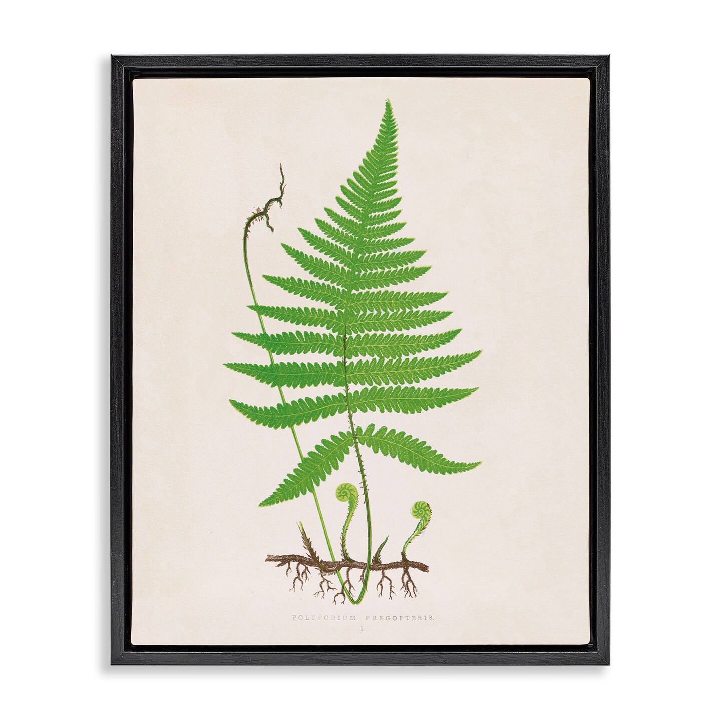 Stupell Industries Curled Budding Fern Sprigs Floating Frame Design by ...