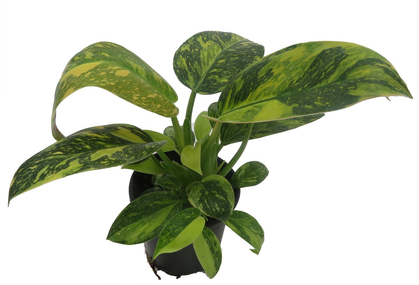 Rare Variegated Green Congo Nuclear Philodendron - 4" Pot - Collector's ...
