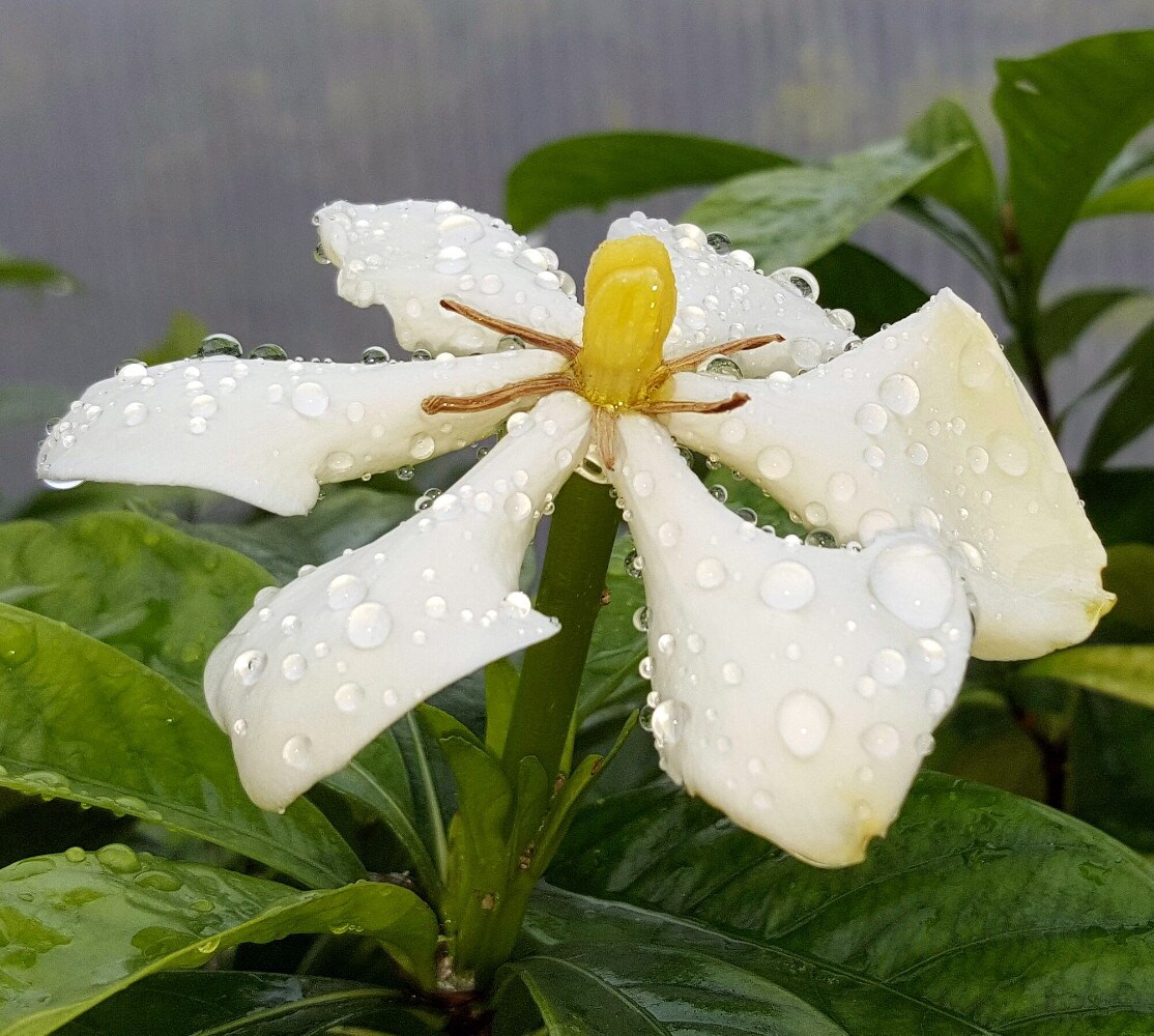 Vietnamese Moonspinner Gardenia Plant - EXTREMELY FRAGRANT-Indoors/Out ...