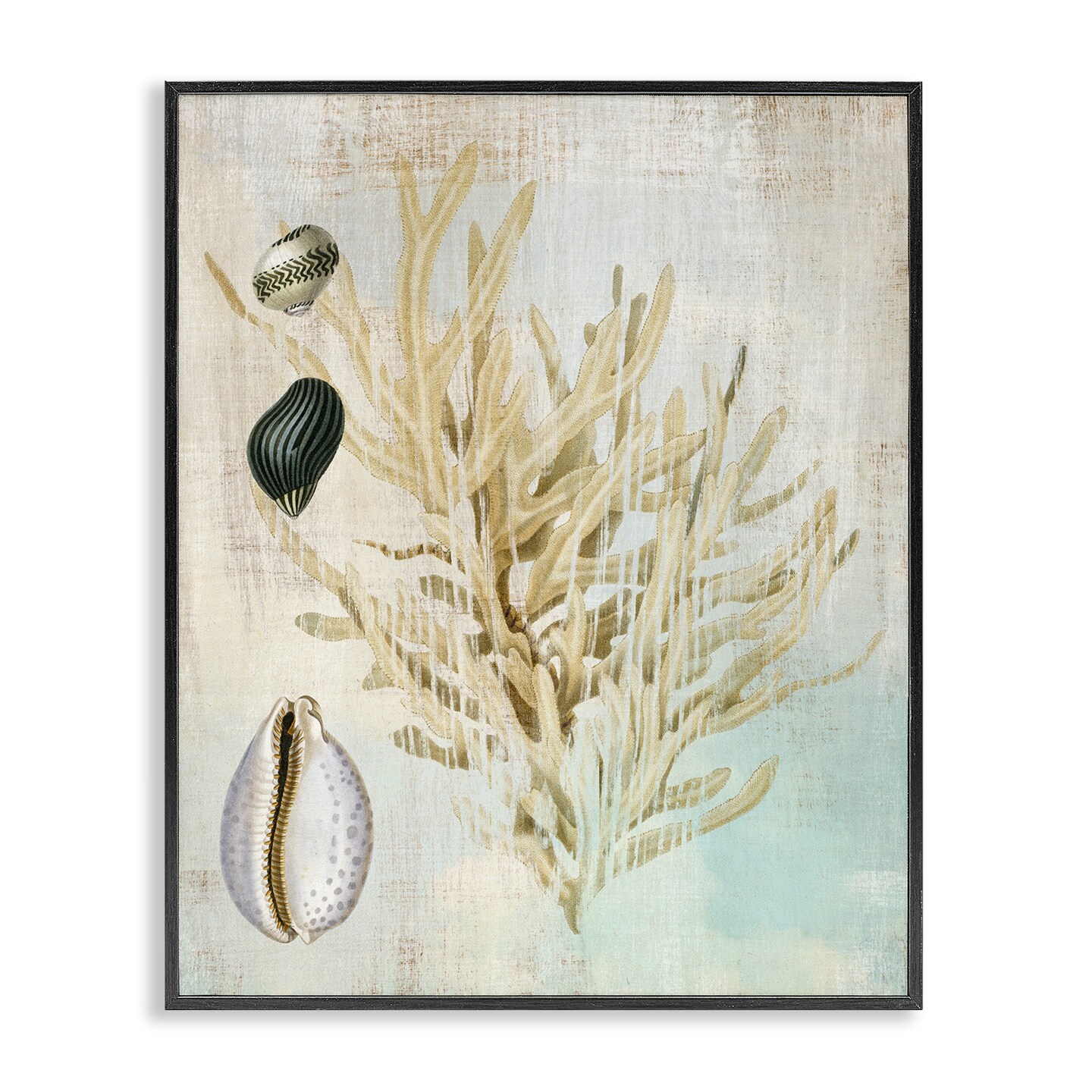 Stupell Industries Coral Branch & Cowrie Shells Framed Giclee Design by ...
