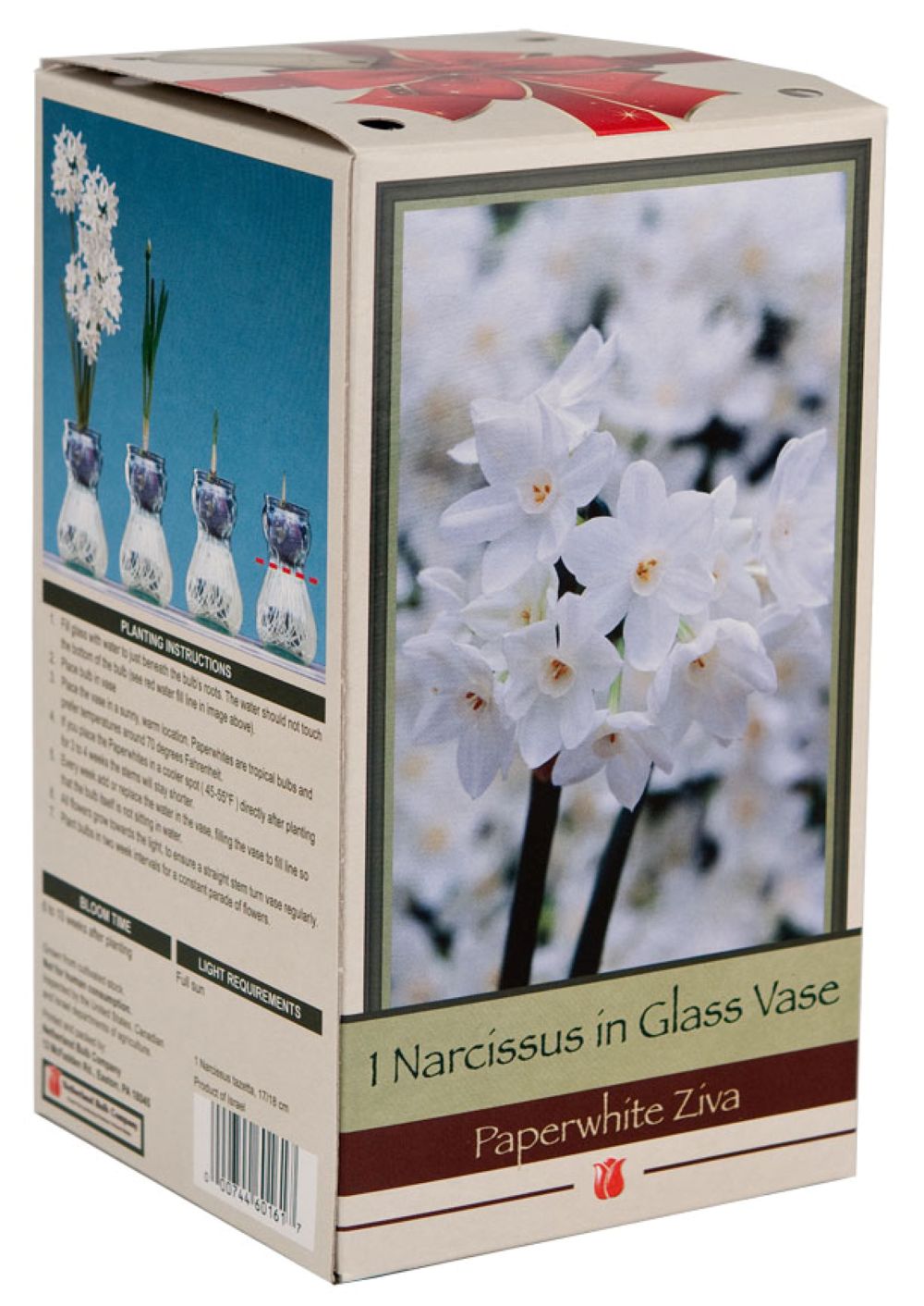 Clear Glass Vase with Paperwhite Ziva Narcissus Bulb - 17/18 cm Bulb ...