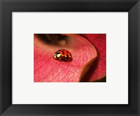 Framed Art Ladybug On Leaves Wall Decor 18x24 Artwork | Michaels