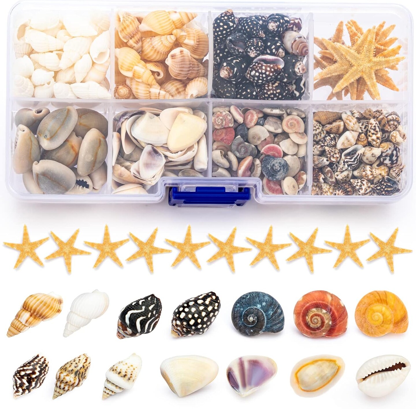 Premium Tiny Seashell Mix,Starfish Total 300+PCS (8 Kinds) | Michaels