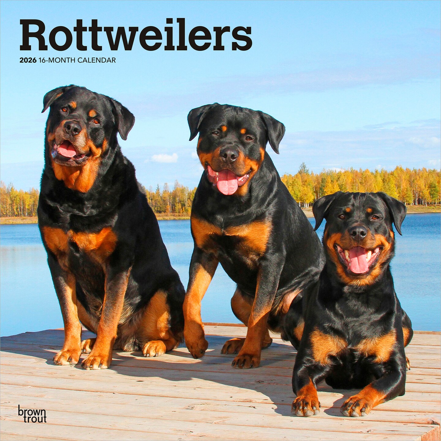 Rottweilers | 2026 12 x 24 Inch (Hanging) Monthly Square Wall Calendar ...