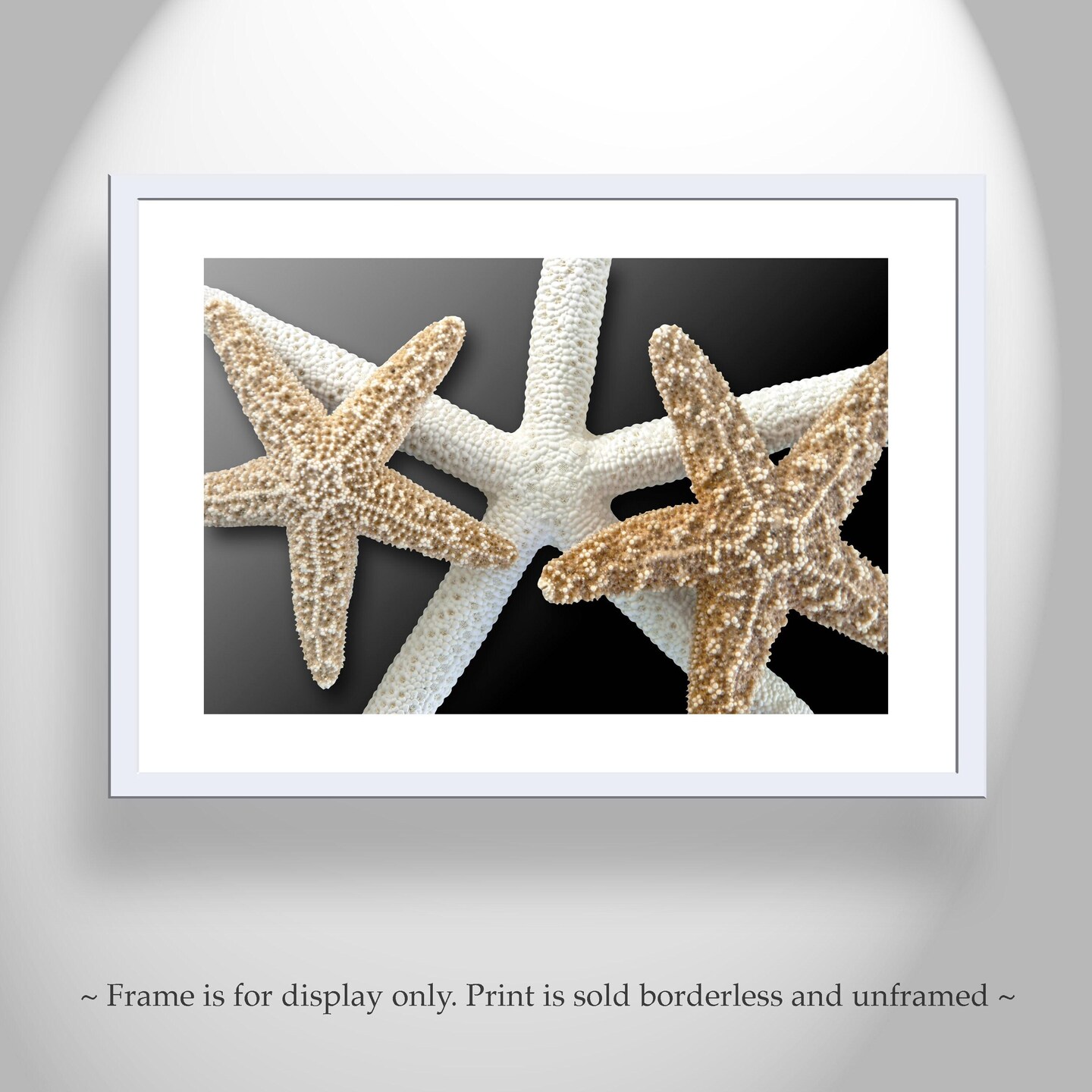 Seashell Wall Decor with Starfish in Black and Beige as Bold Home Decor ...