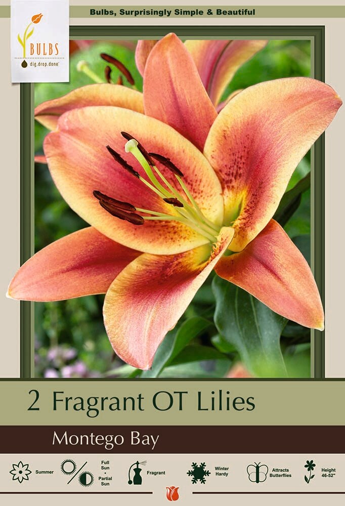Montego Bay Giant Hybrid Lily 2 Bulbs - Raspberry and Peach - 16/18 cm Bulbs | Michaels