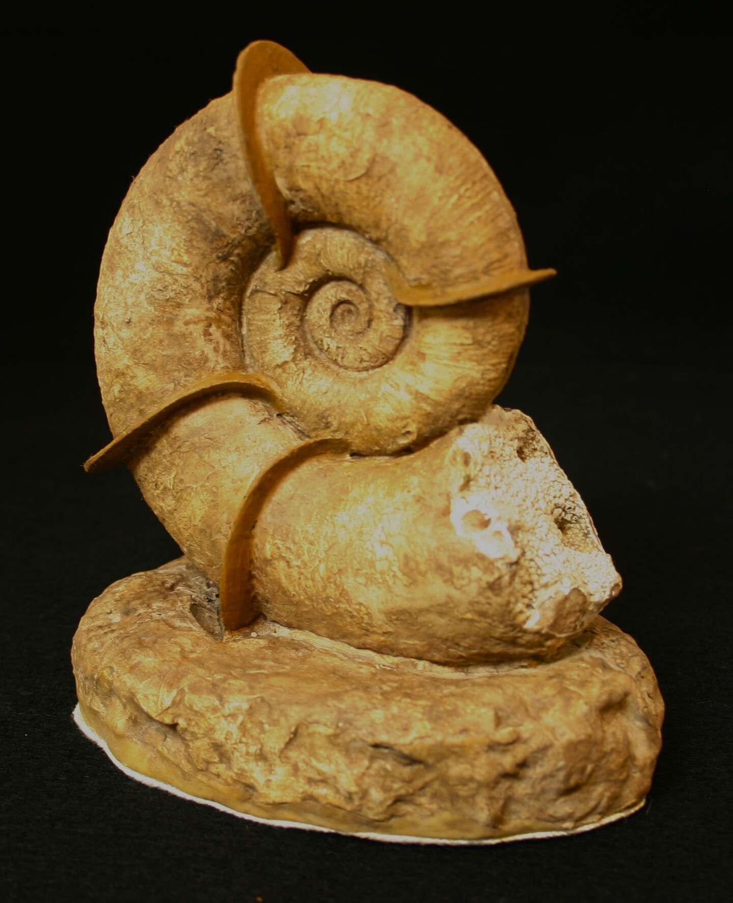 Lytoceras fimbriatum bookend - Jurassic ammonite, Dorset England ...