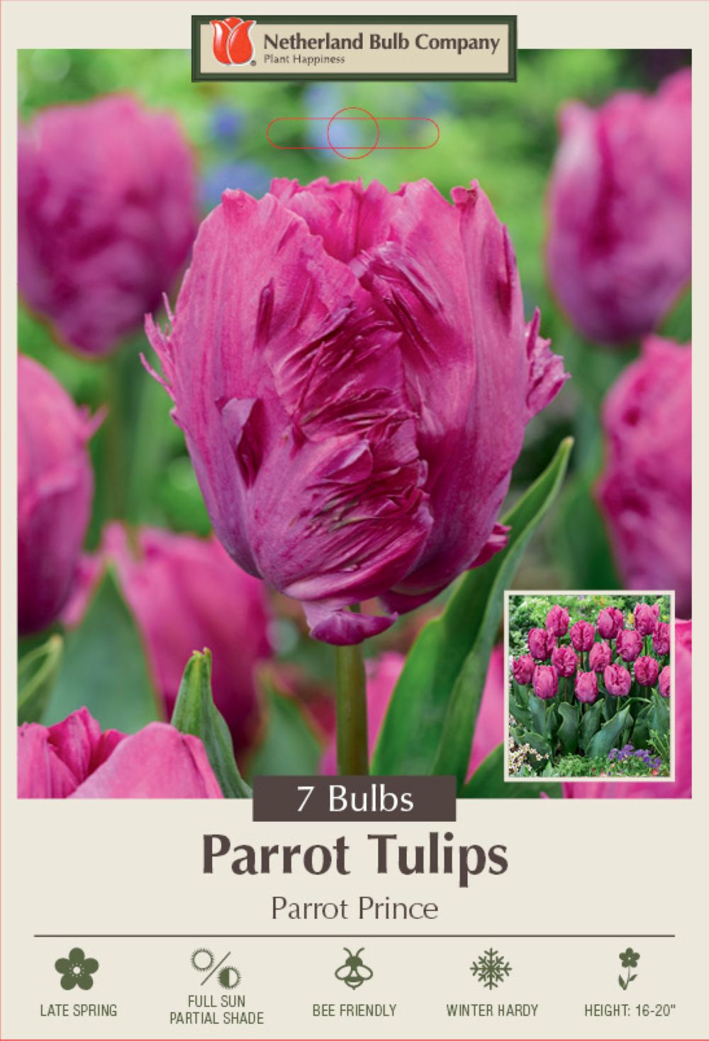 Parrot Prince Tulip - 7 bulbs - 12/+ cm Bulbs - NEW | Michaels
