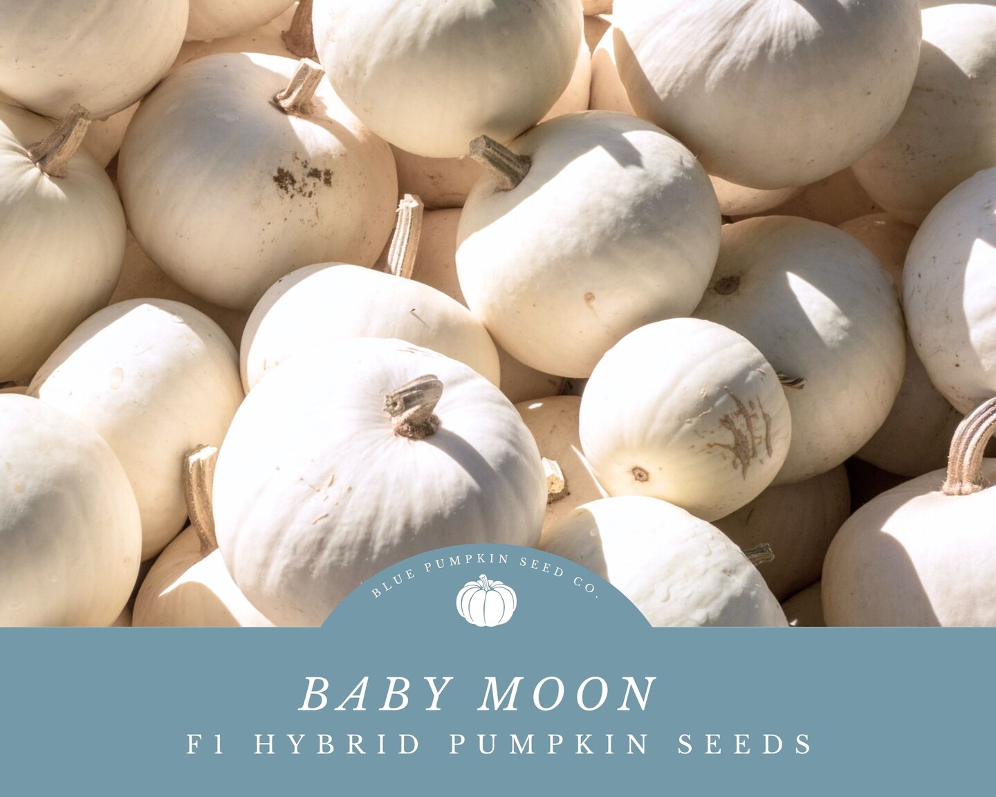 Baby Moon F1 Pumpkin seeds: Grow Bright White Carving Pumpkins- Perfect ...