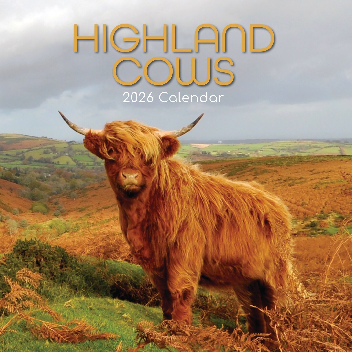 The Gifted Stationary 2026 Square Wall Calendar, Highland Cows, 16 ...