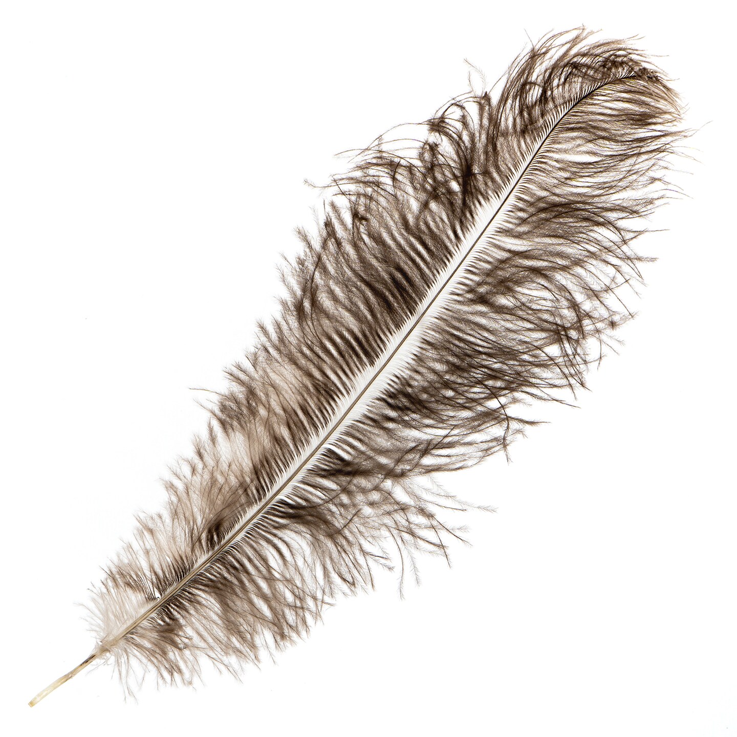 Drab feathers store