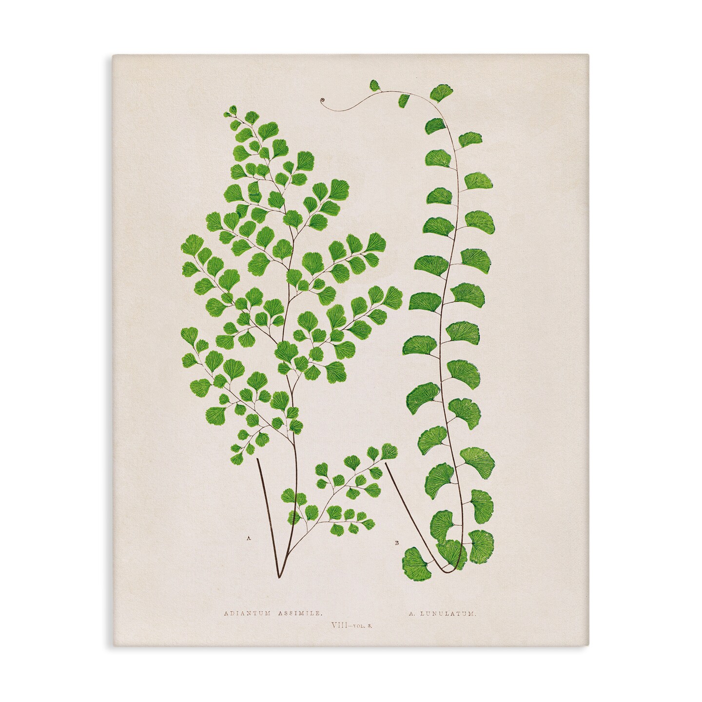 Stupell Industries Vivid Green Ferns Study Canvas Design by Phillipa ...