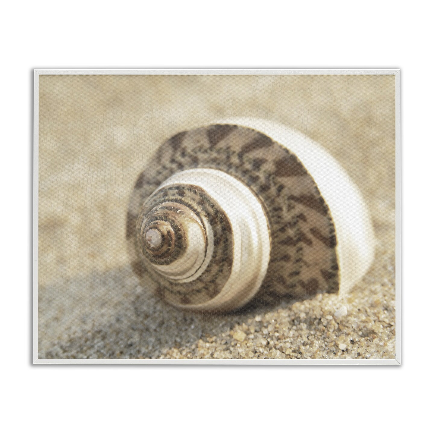 Stupell Industries Neutral Tone Seashell Framed Giclee Design by Dora Rotondella | Michaels