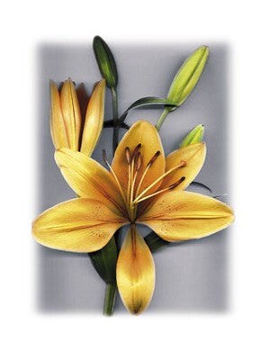 Yellow Lily by Bruce Brown Wall Art Décor 31 1/2 x 23 1/2 Art Print ...
