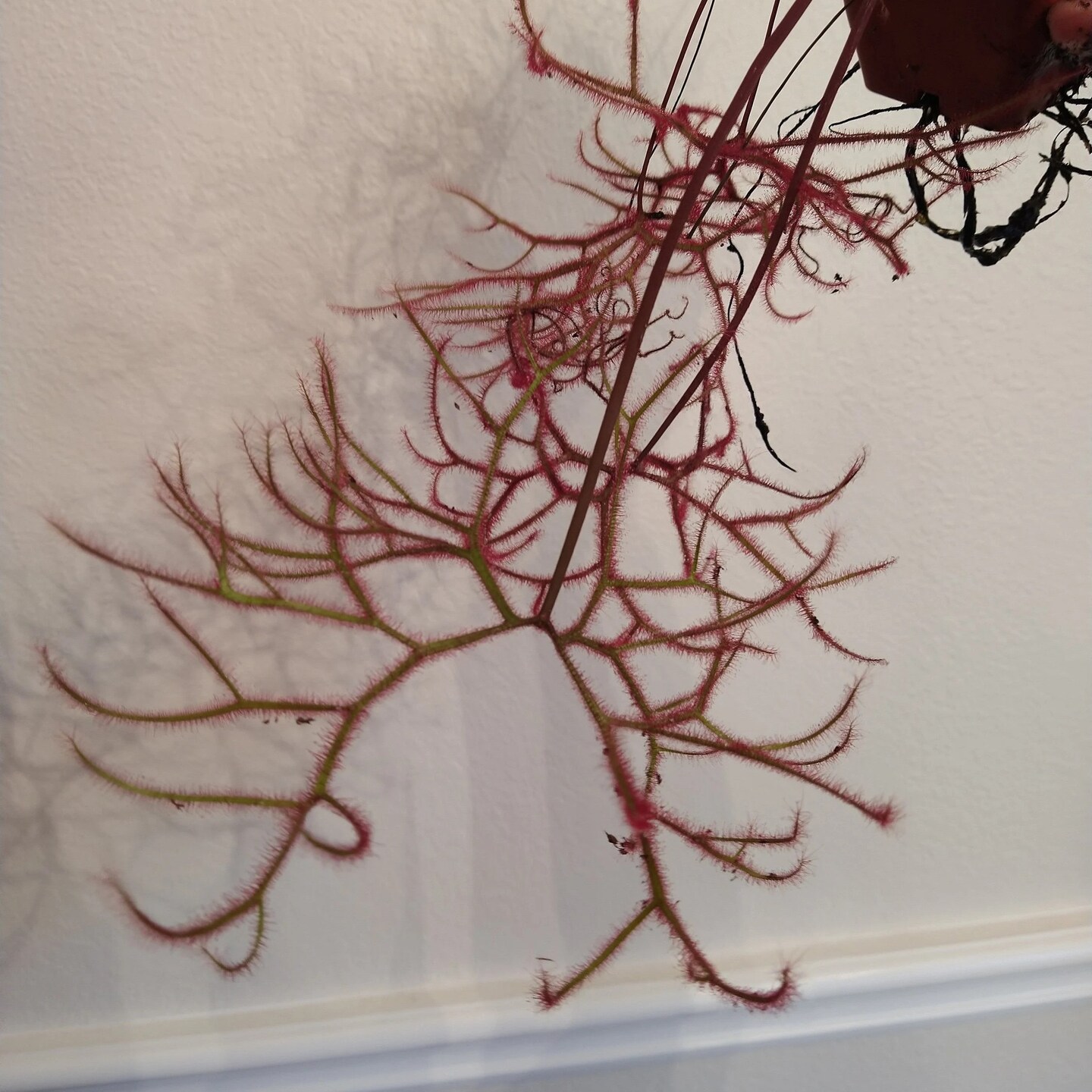 Drosera binata var. multifida "extrema" - Potted Live Rare Carnivorous ...