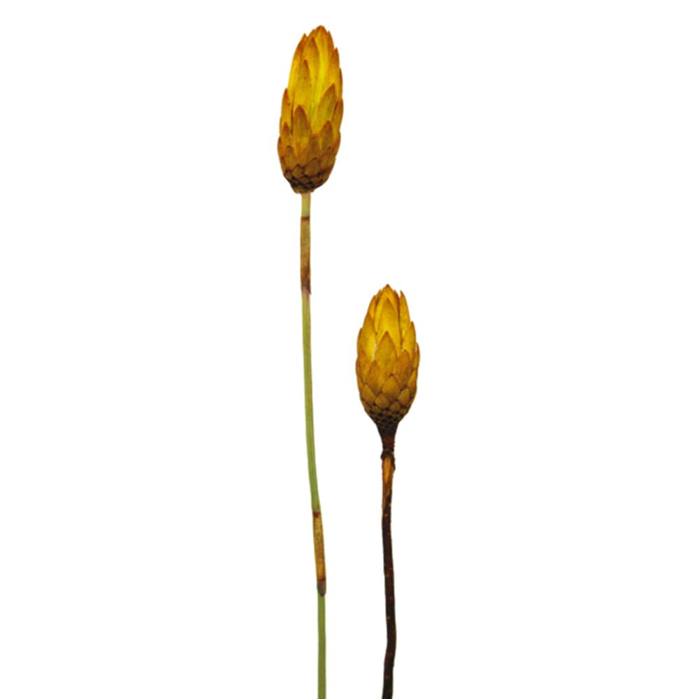 8-12" Lem Yellow Repens Nat Stem 180/Cs | Michaels