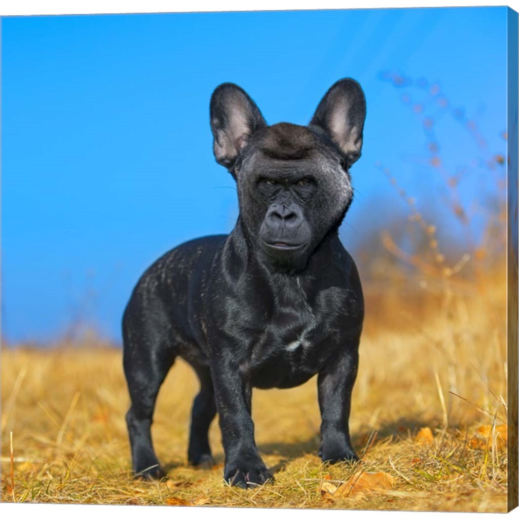 Dogorilla by Pixelmated Animals 12" x 12" Canvas Wall Art | Michaels