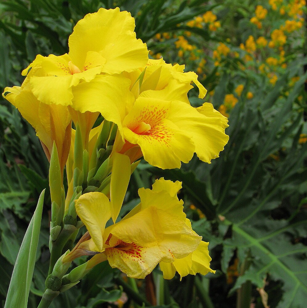 Richard Wallace Canna - 2 Rhizomes - 2/3 Eyes, Count: 1 | Michaels