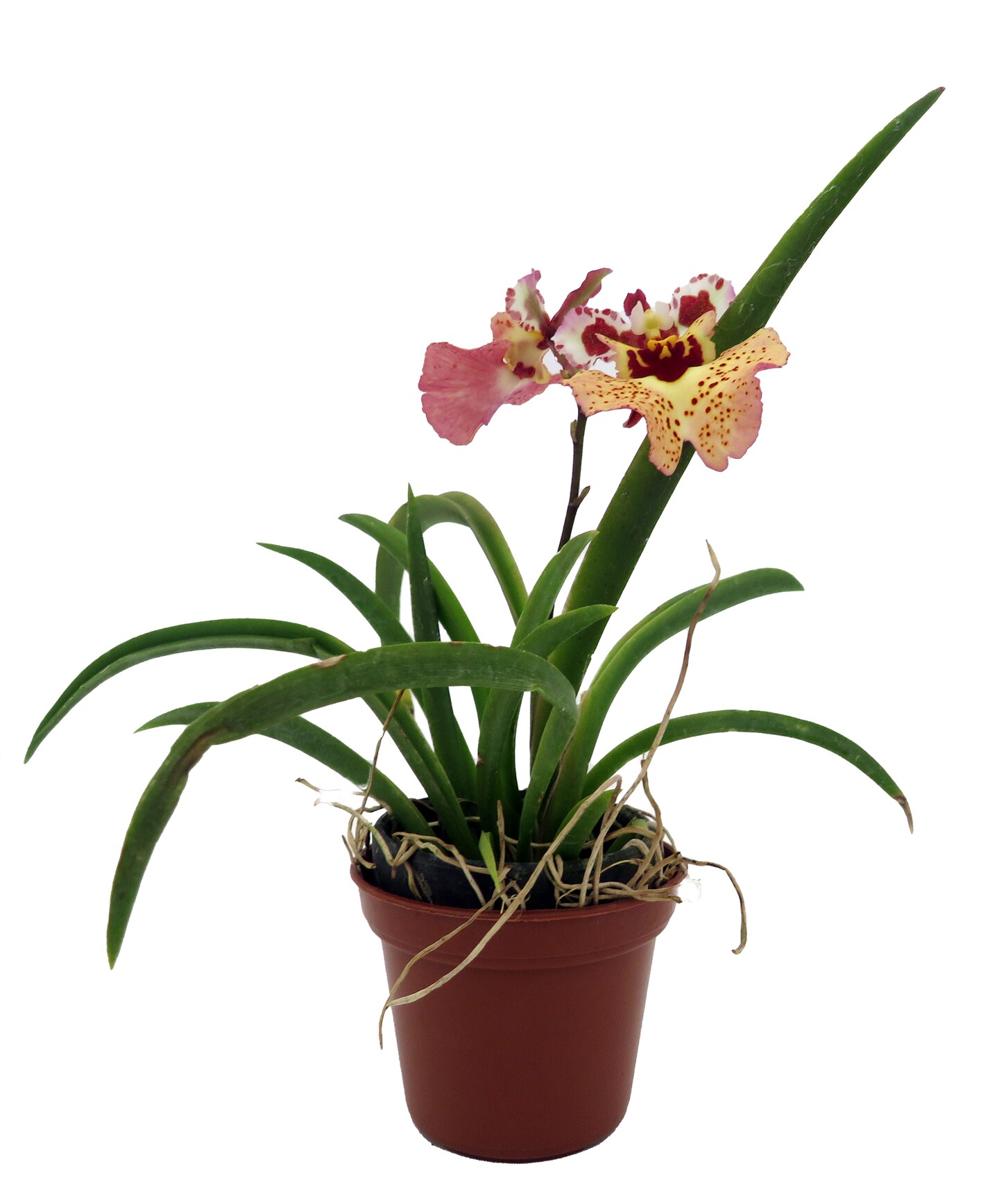 Tiny Dancer- Tolumnia- Miniature Orchid Plant without Flower Spike - 2" Pot - Beautiful House ...