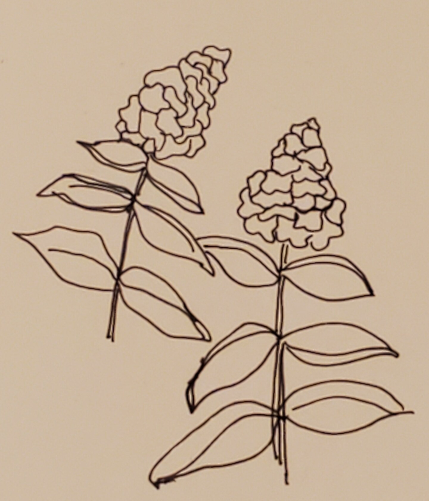 Crape myrtle drawing | MakerPlace by Michaels