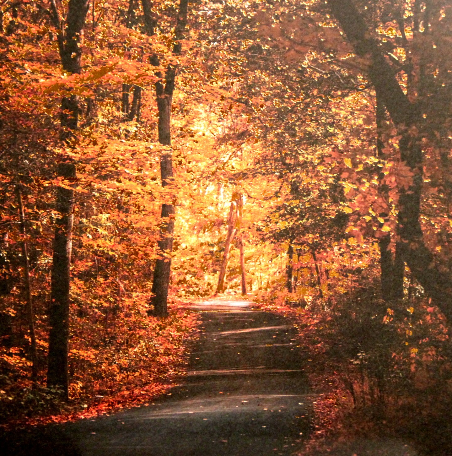 Craft Smith Autumn Dream/Fall Wooded Path 12 x 12 Specialty Lt ...