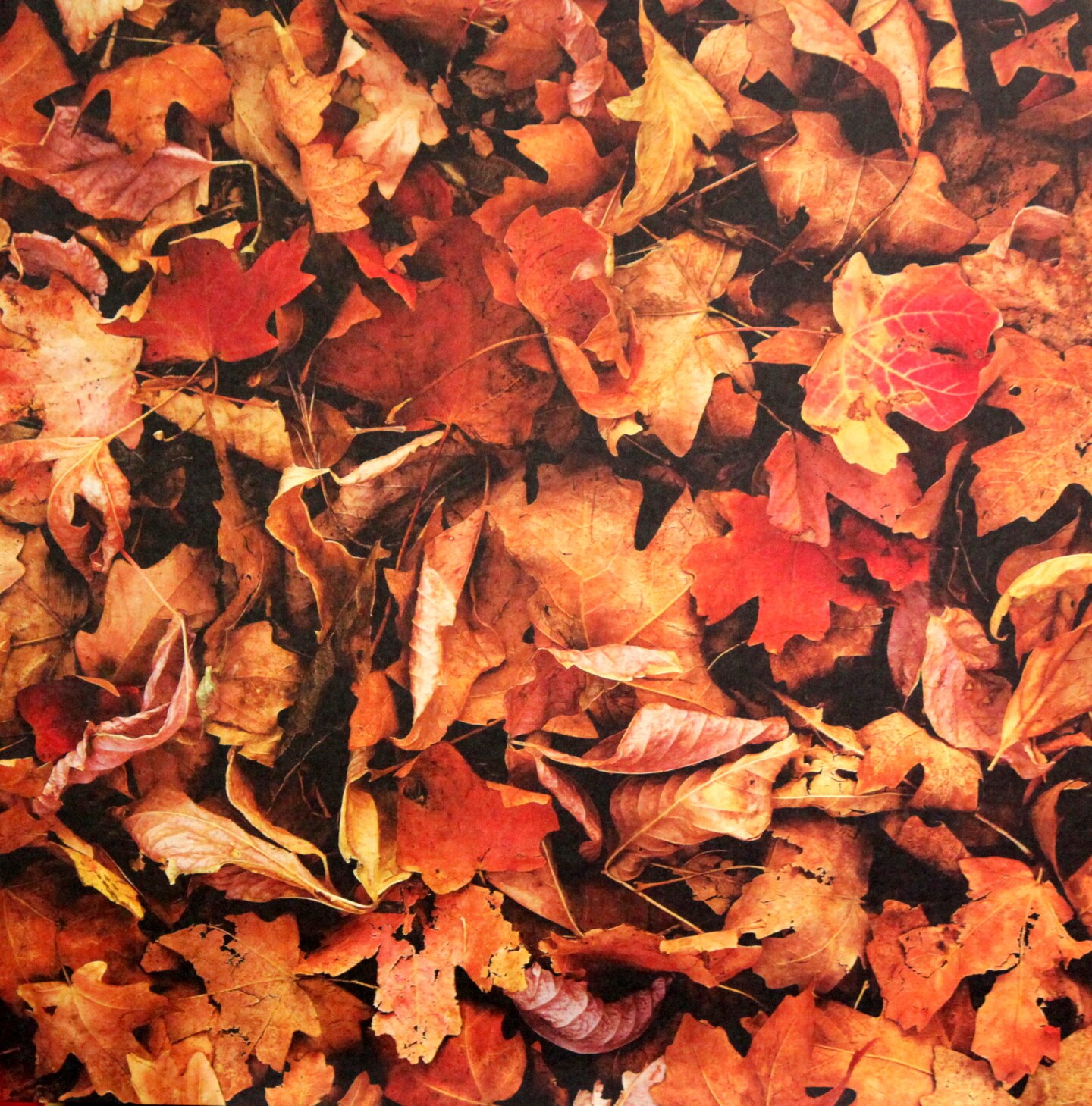 Craft Smith Autumn Dream/Autumn Leaves 12 x 12 Lt. Cardstock Paper ...