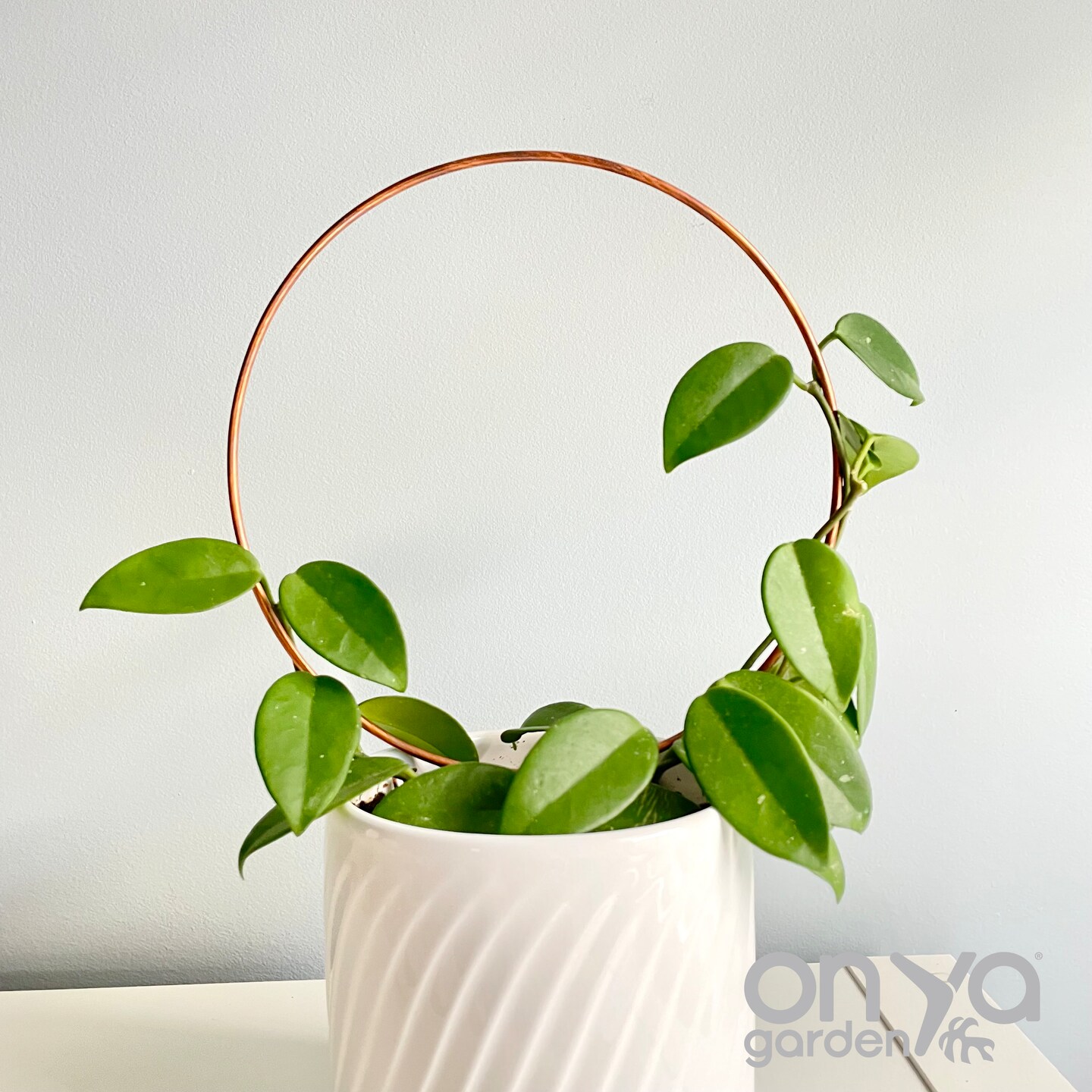 Copper Loop Plant Trellis, Hoop Circle Trellis, Minimal Plant Support ...