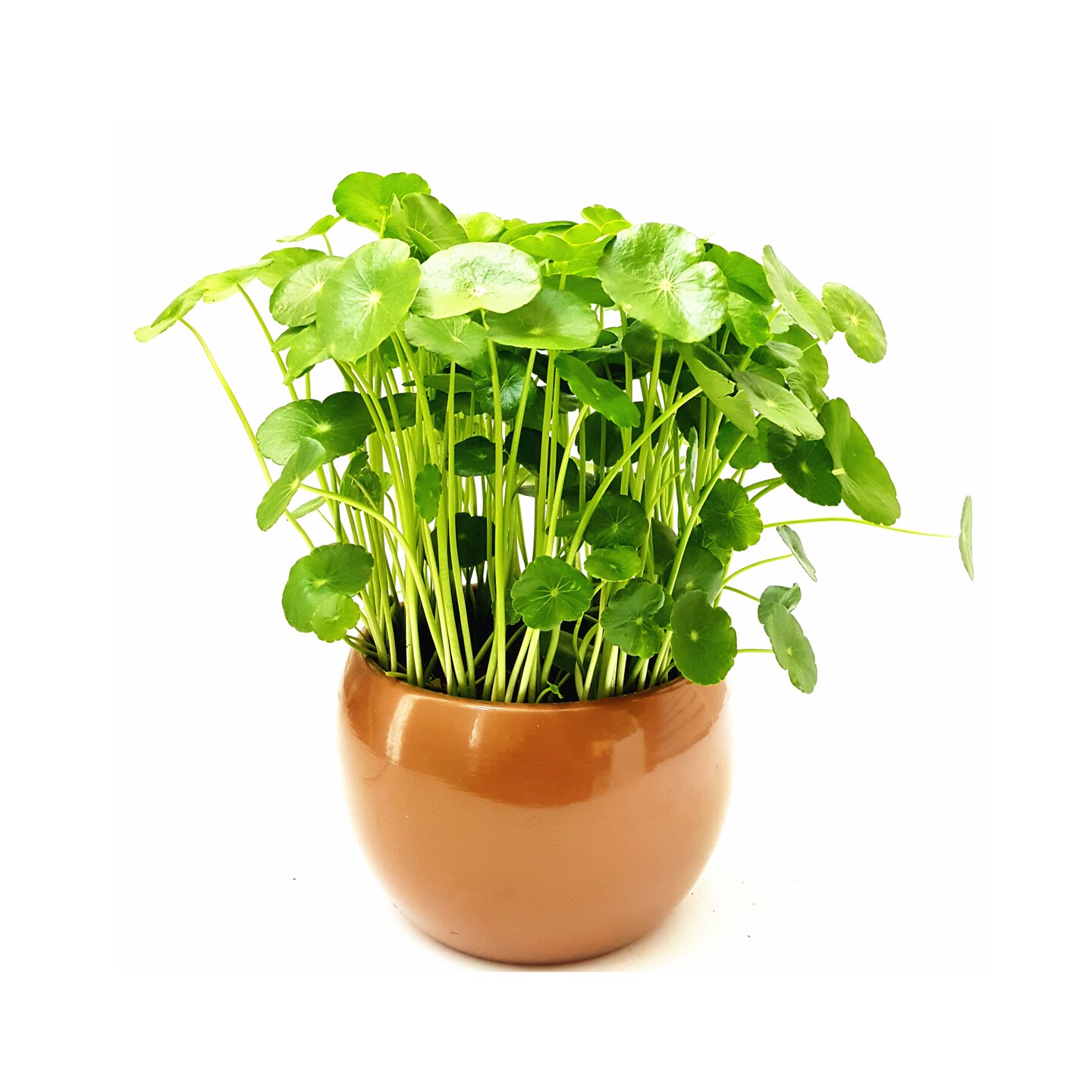 Copper Coin Plant, Aquatic Plant, Water Plant, Indoor Plant, Outdoor ...