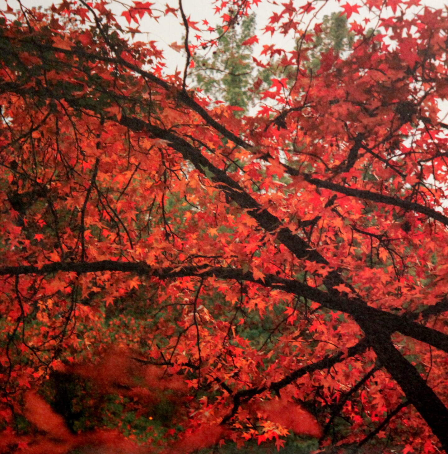 Craft Smith Autumn Dream/Red Fall Leaves 12 x 12 Lt. Cardstock Paper ...