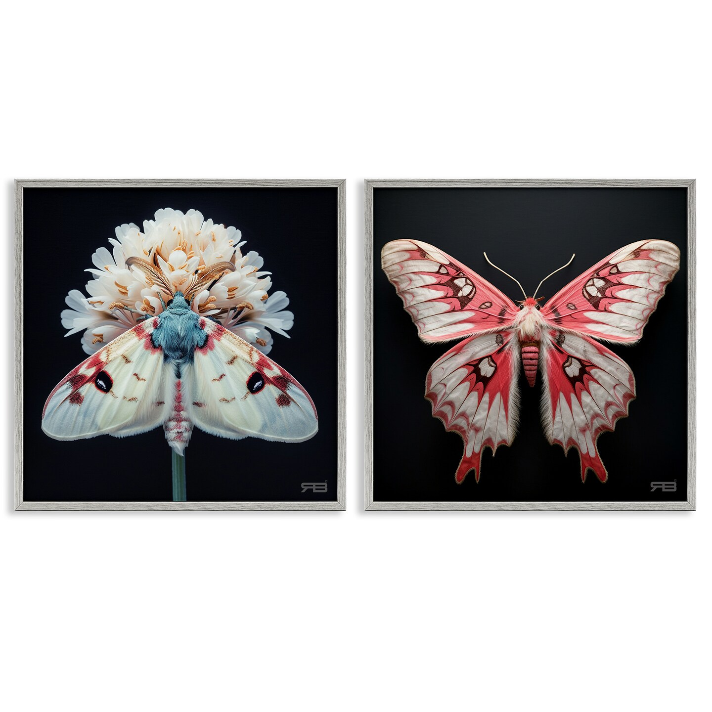 Stupell Industries Detailed Pink Moths Flower 2 pc Framed Giclee Wall ...