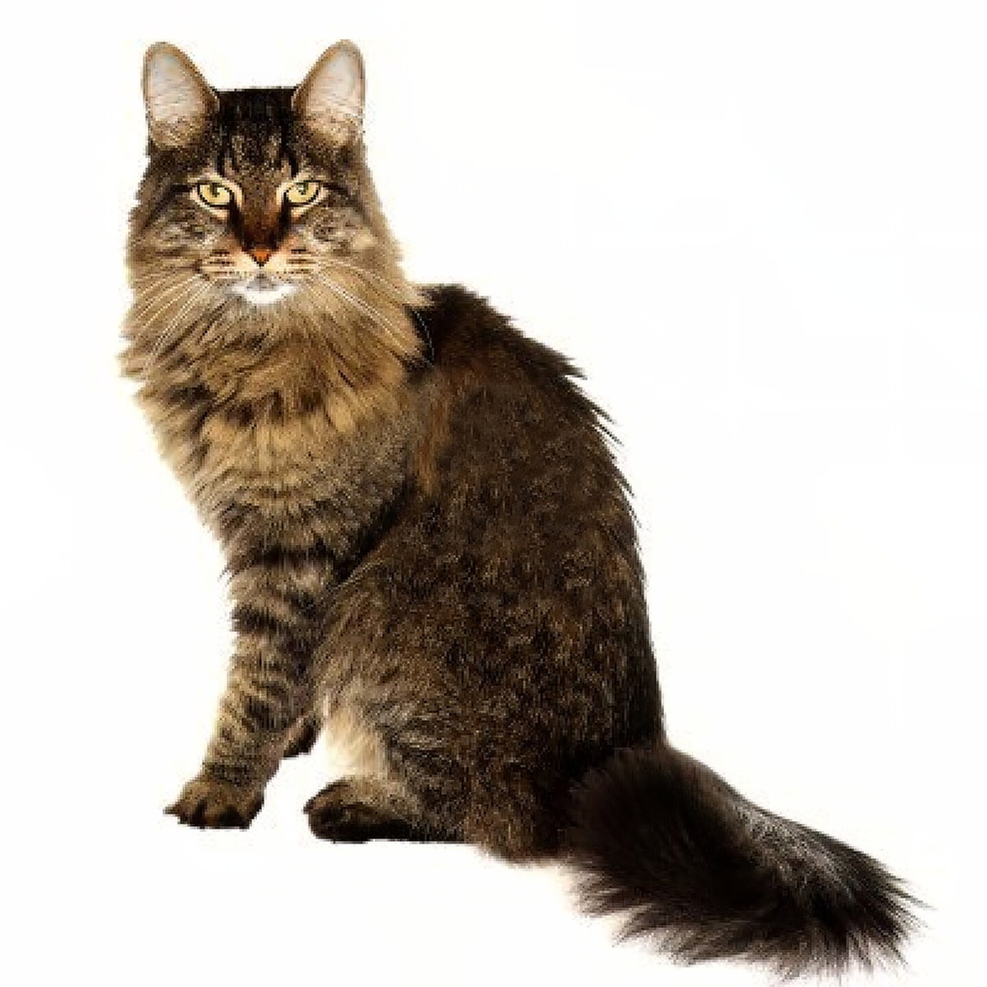 Maine Coon Cat Birthday Edible Cake Topper - Personalized Fondant Decor ...