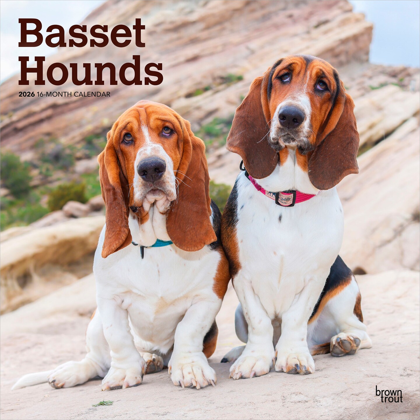 Basset Hounds | 2026 12 x 24 Inch (Hanging) Monthly Square Wall ...
