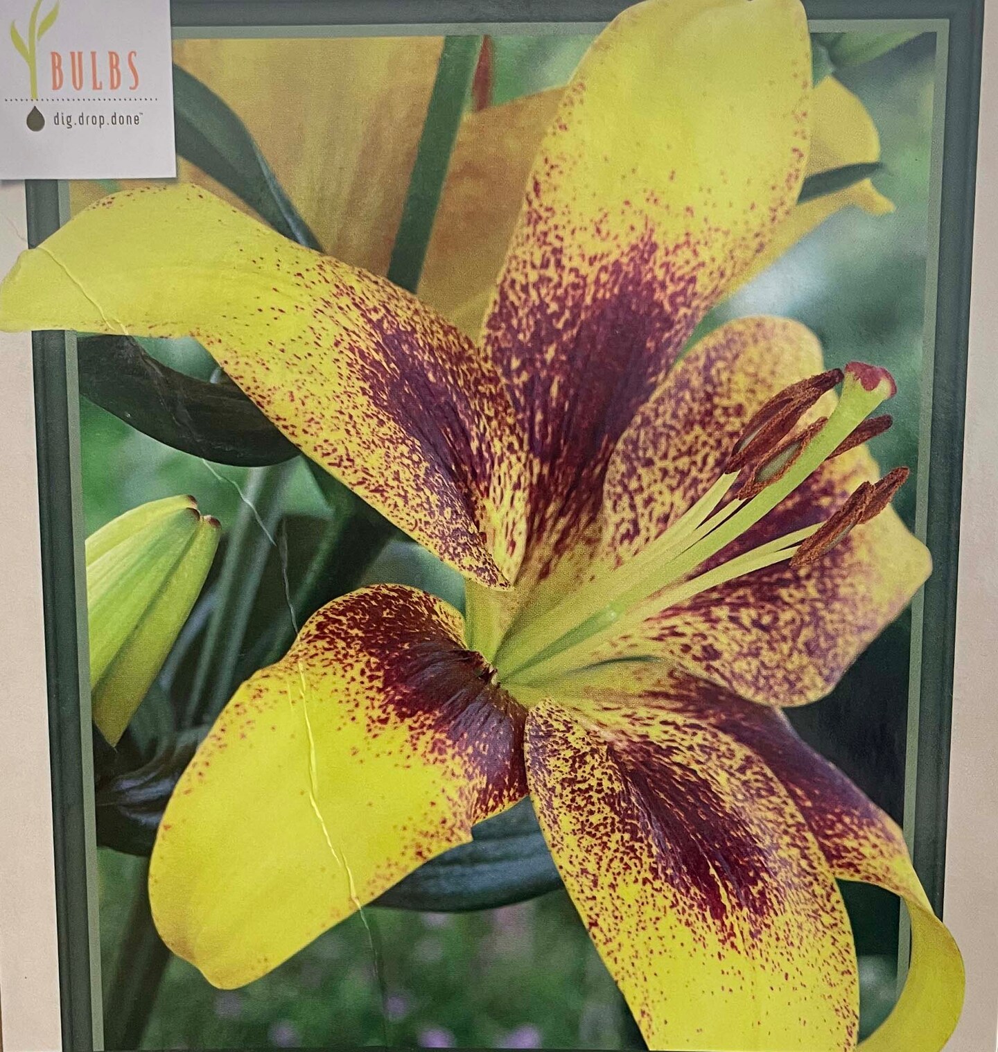 Yellow Brush Tiger Lily - Asiatic Hybrid - 2 Bulbs 14/16 cm | Michaels