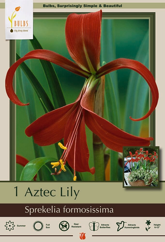 Rare Scarlet Aztec Lily - 1 Bulb 16/18cm - Sprekelia formossissima ...