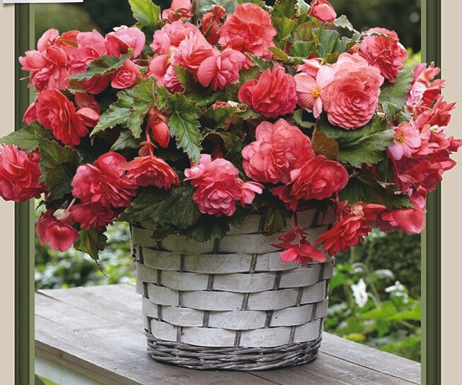 Pink Delight Begonia Odorosa 2 Bulbs -The First Truly Fragrant Begonia ...