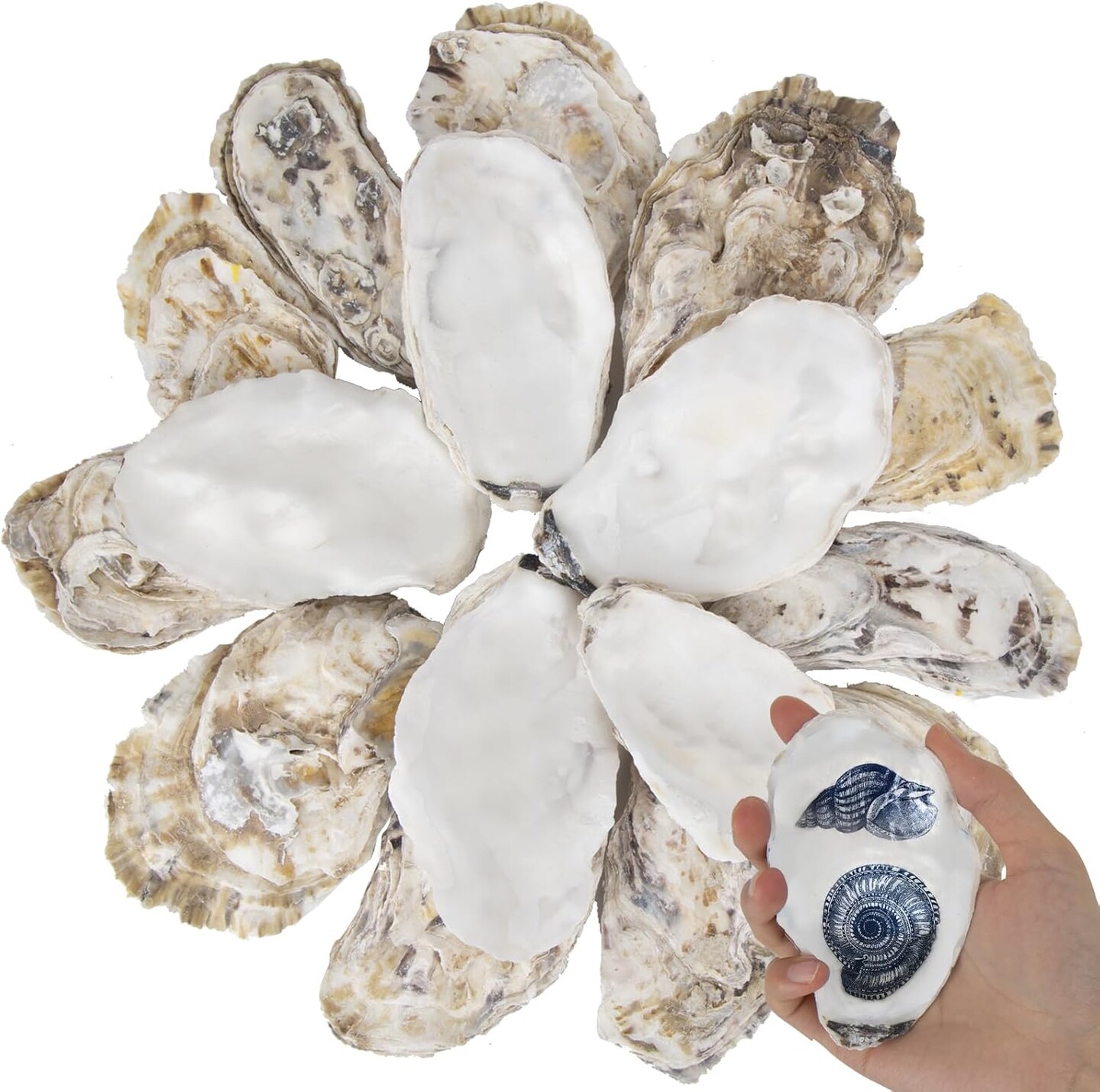 20 PCS Flat Oyster Shells for Crafts 3"-4" | Michaels