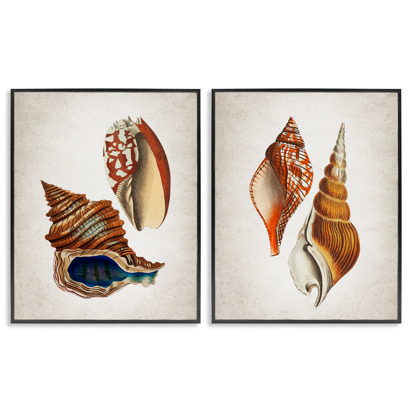 Stupell Industries Twin Shells Motifs 2pc Framed Giclee Set By Kim ...