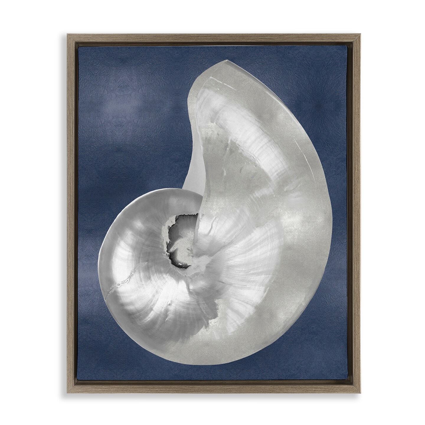 Stupell Industries Curved Nautilus Shell Floating Frame By Caroline ...