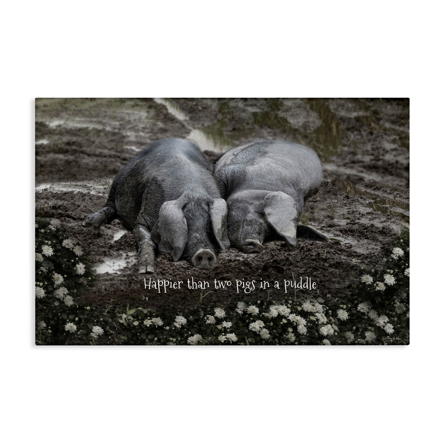 Stupell Industries Happier Than Two Pigs In Puddle Canvas, design by ...