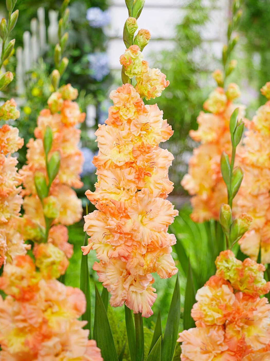 The Great Queen Elizabeth Parrot Gladiolus 10 Bulbs 10/+ cm - NEW ...