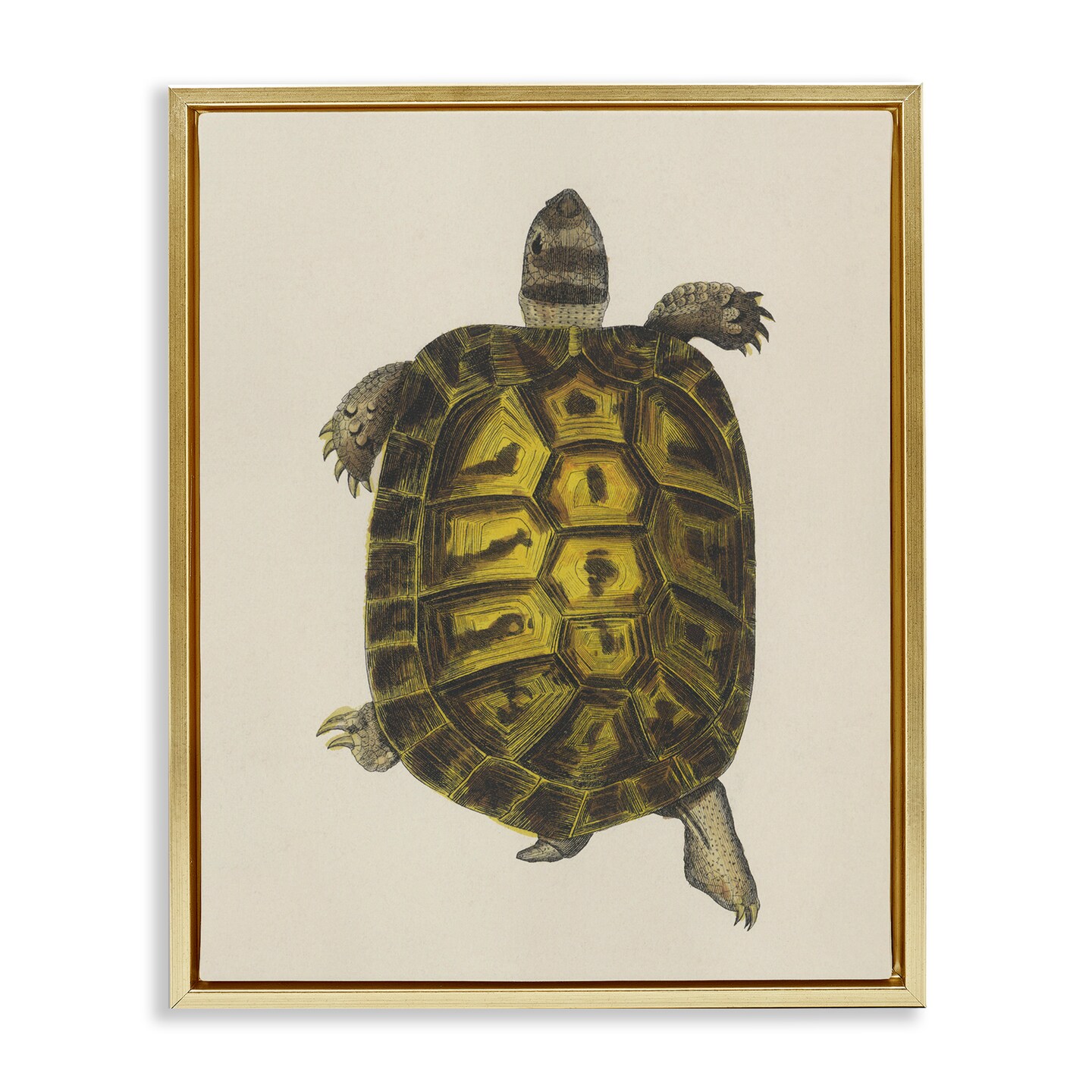 Stupell Industries Vintage Maritime Tortoise Floating Frame Design by ...