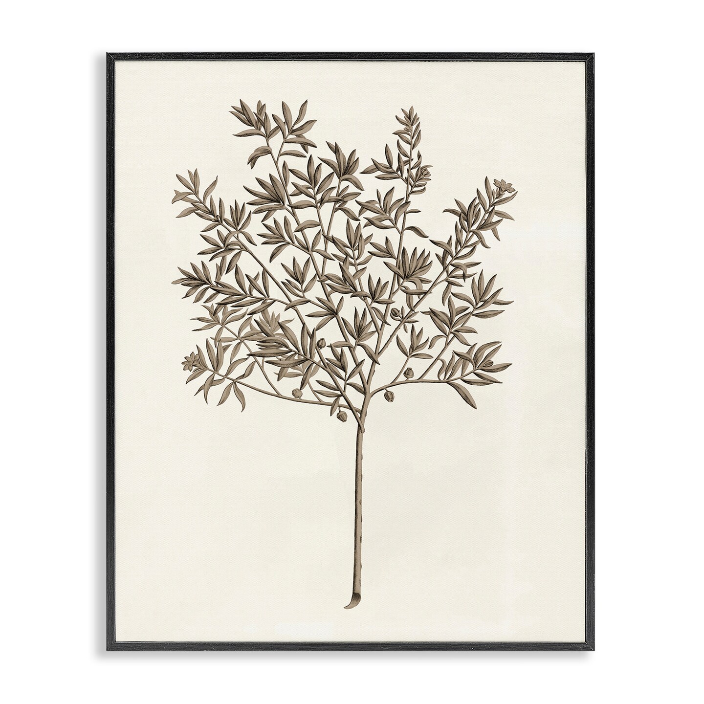Stupell Industries Vintage Study of Olive Tree Framed Giclee Design by ...