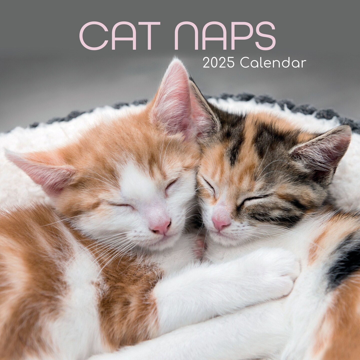 The Gifted Stationary 2025 Square Wall Calendar, Cat Naps, 16-Month ...