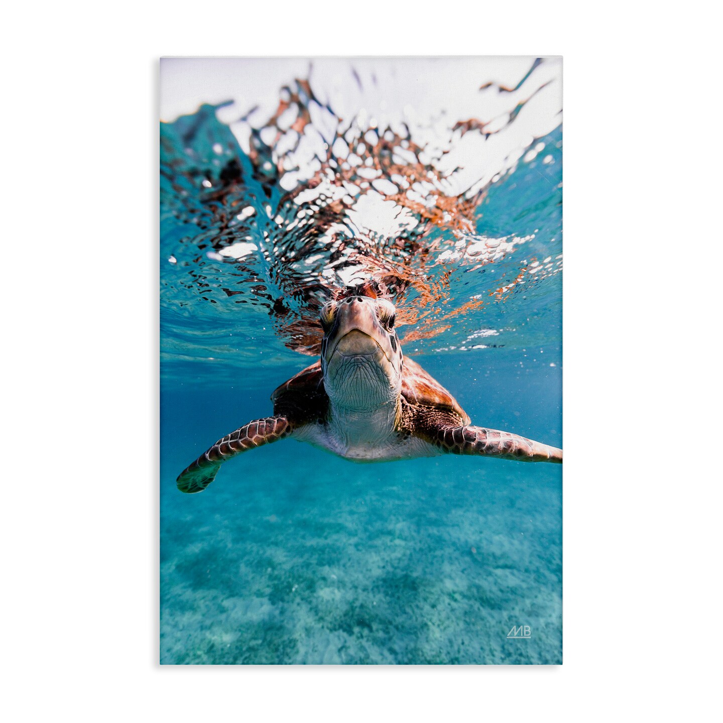 Stupell Industries Hello Sea Turtle Splash Canvas Wall Art Design by ...