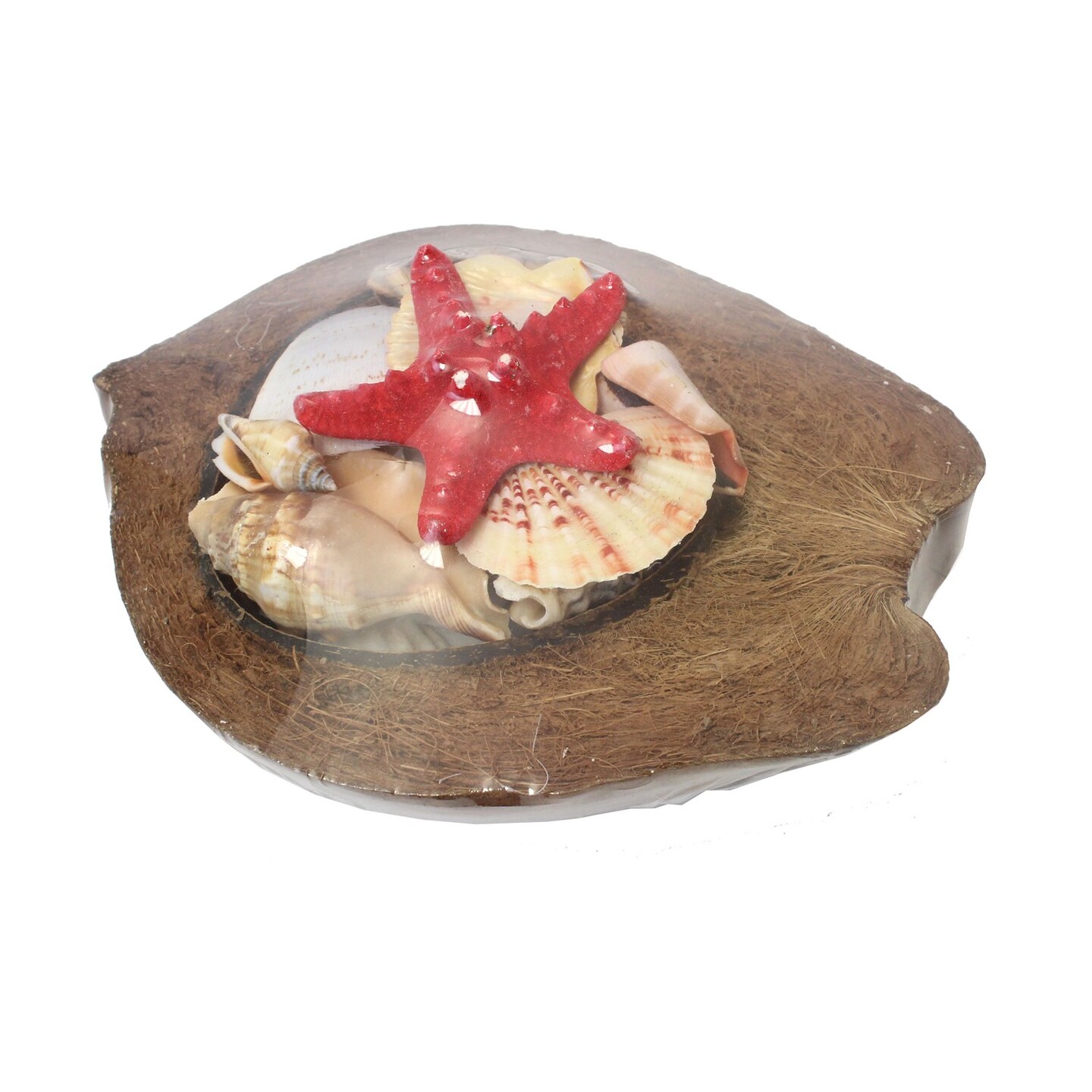 8" COCONUT WITH SHELLS | Michaels