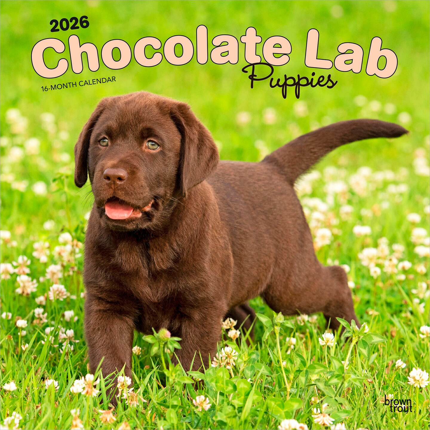 Chocolate Labrador Retriever Puppies | 2026 12 x 24 Inch (Hanging ...