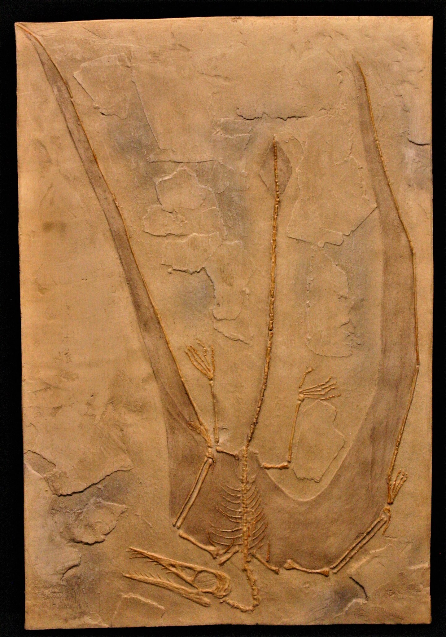 Rhamphorynchus muensteri - Pterosaur | MakerPlace by Michaels