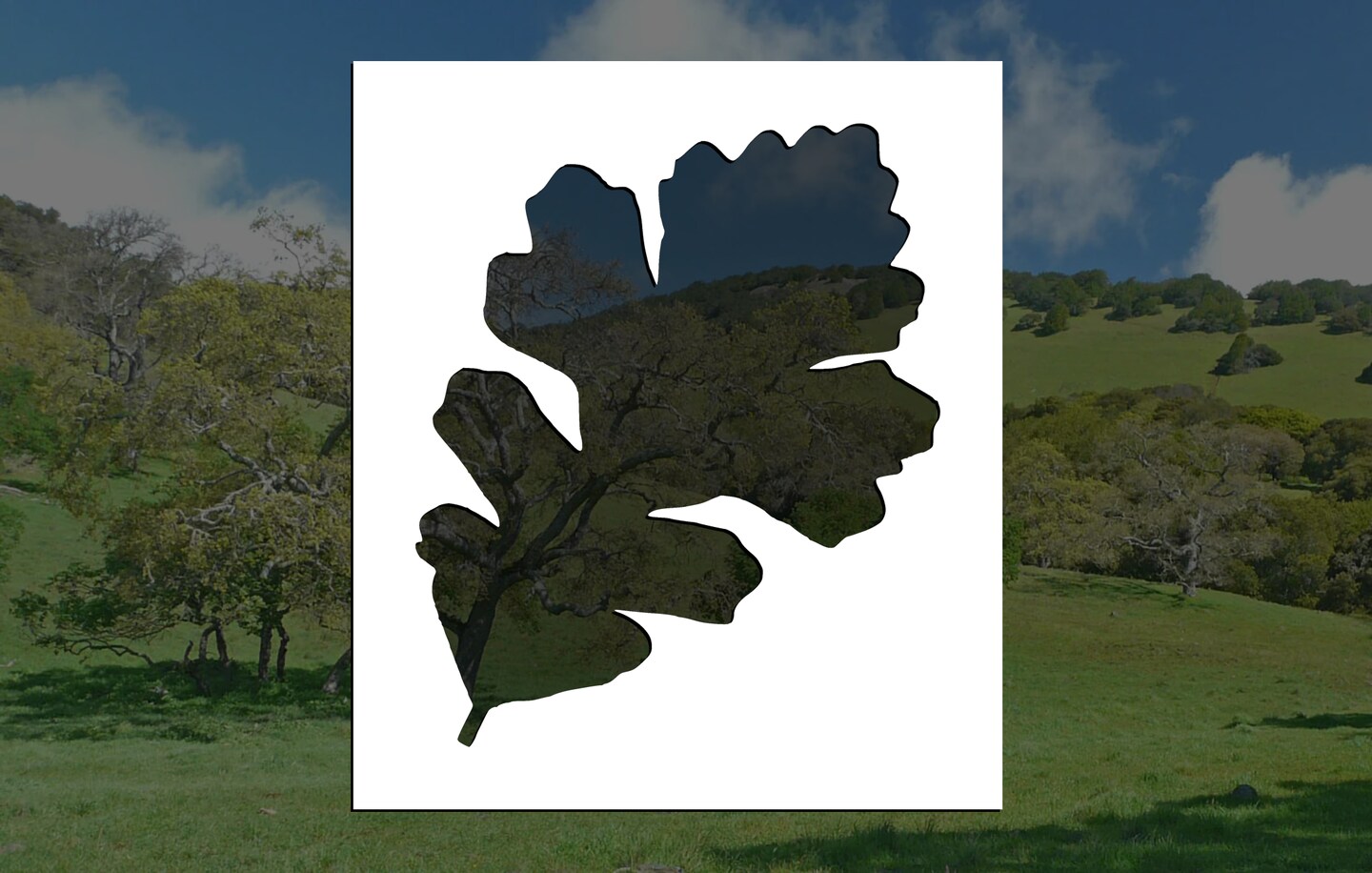 Valley Oak Leaf Silhouette Reusable Stencil (Many Sizes) | MakerPlace ...